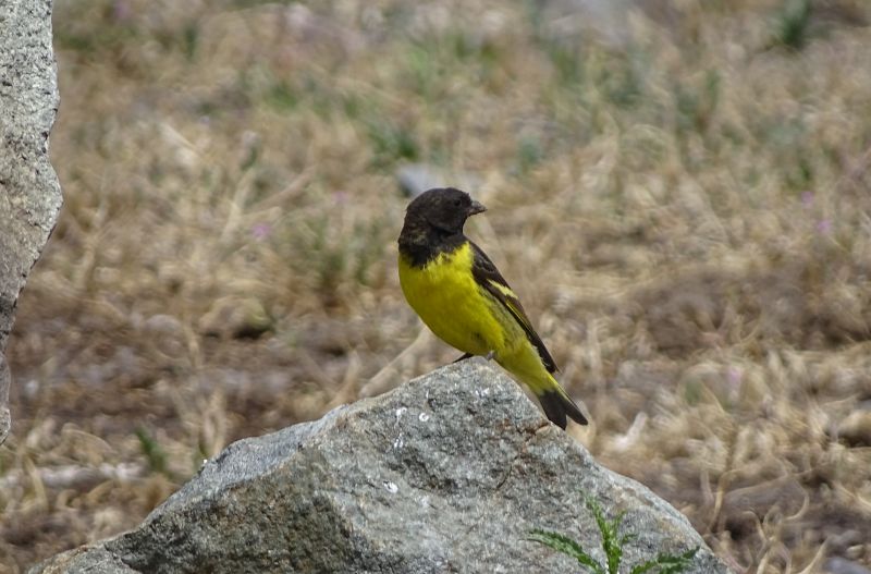 Chile birds