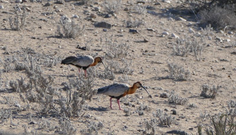 Chile birds