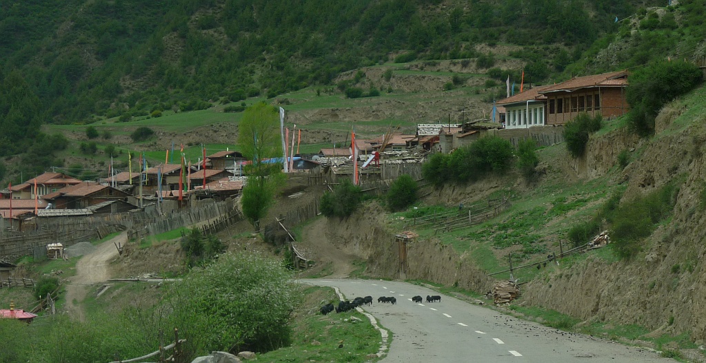 Birding trip Sichuan