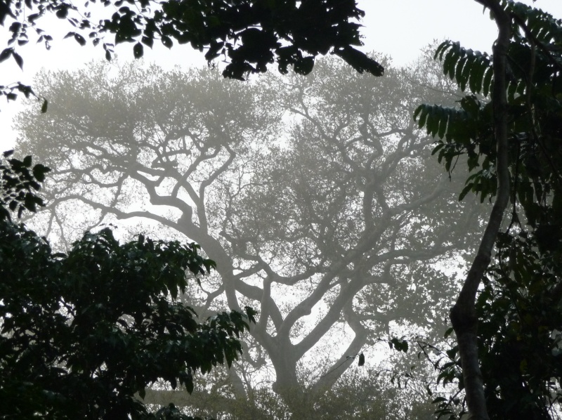Ghana birding trip 2014