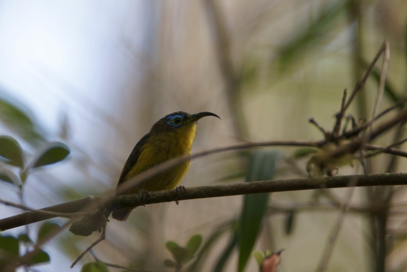 Madagascar birding trip 2010