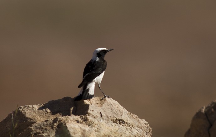 Morocco 2009 Bird photos