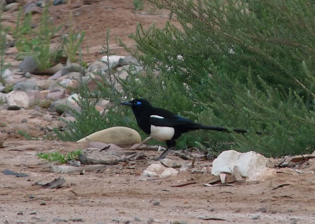 Morocco 2009 Bird photos