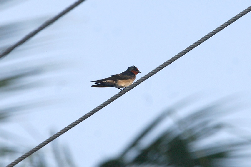 Philippines 2012 bird photos